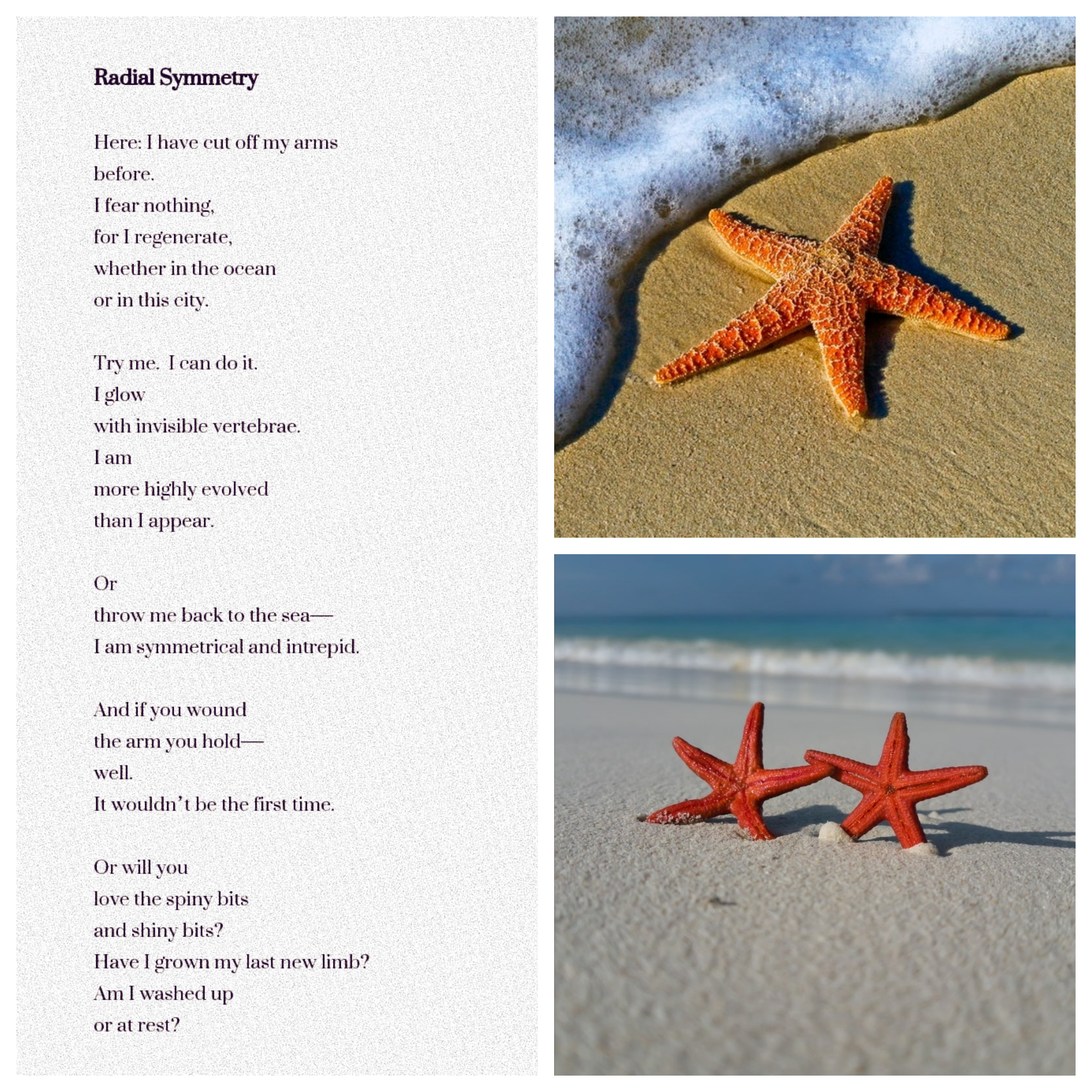 Poem: Radial Symmetry – Abigail Myers